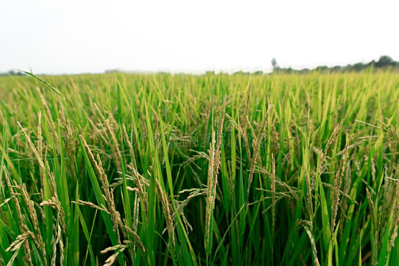 Organic Rice Field for Food Concept Stock Image - Image of rural ...