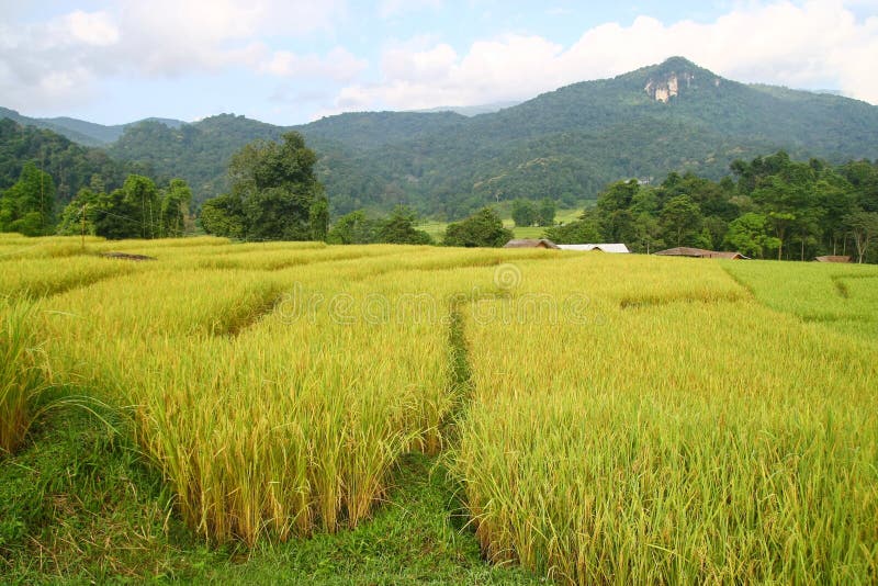 Organic Rice Field in Thailand Stock Photo - Image of grain, mist: 35300638