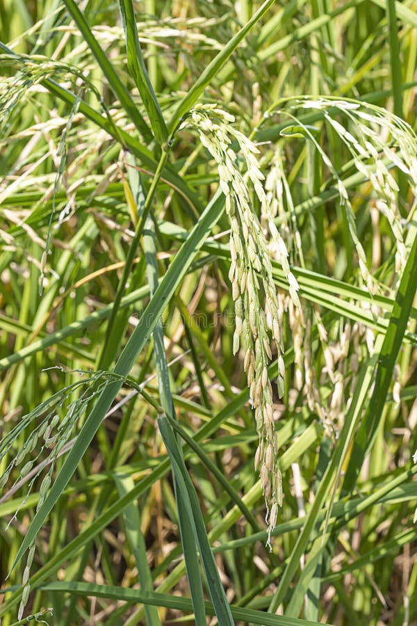 Organic Rice Seeds Grown in Rice Fields Stock Photo - Image of thailand ...