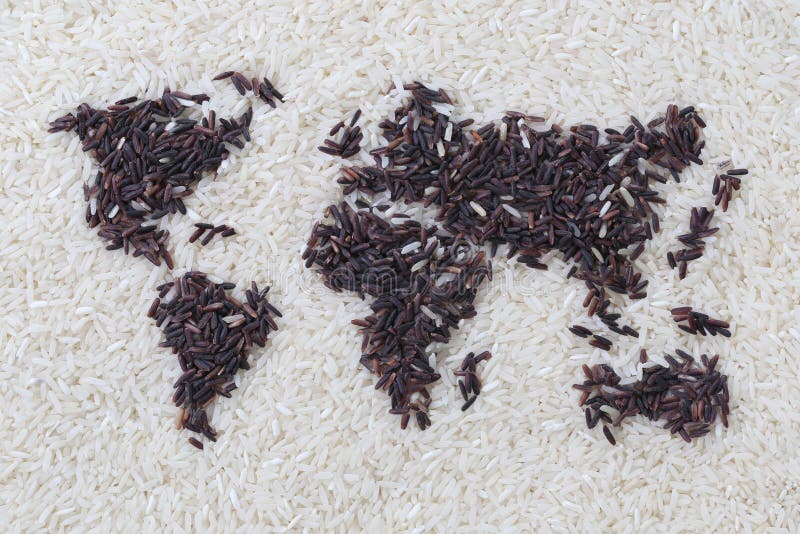 Organic Rice Sort the Shaped Like a World Map on Grain Rice Back Stock ...