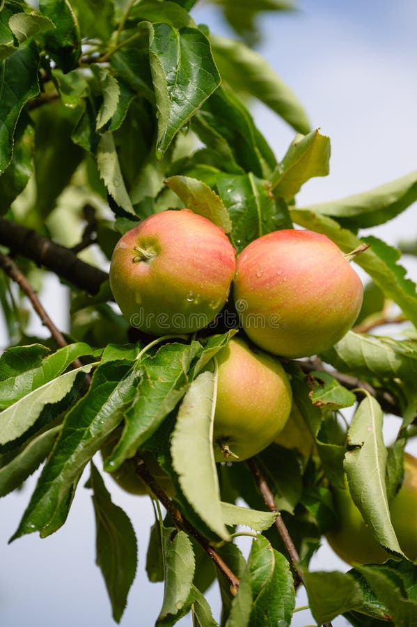 Organic Ripe Apples on the Orchard Tree with Leaves Stock Photo - Image ...