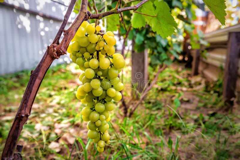 Organic Ripe Green Grape in Vineyard Stock Image - Image of summer ...