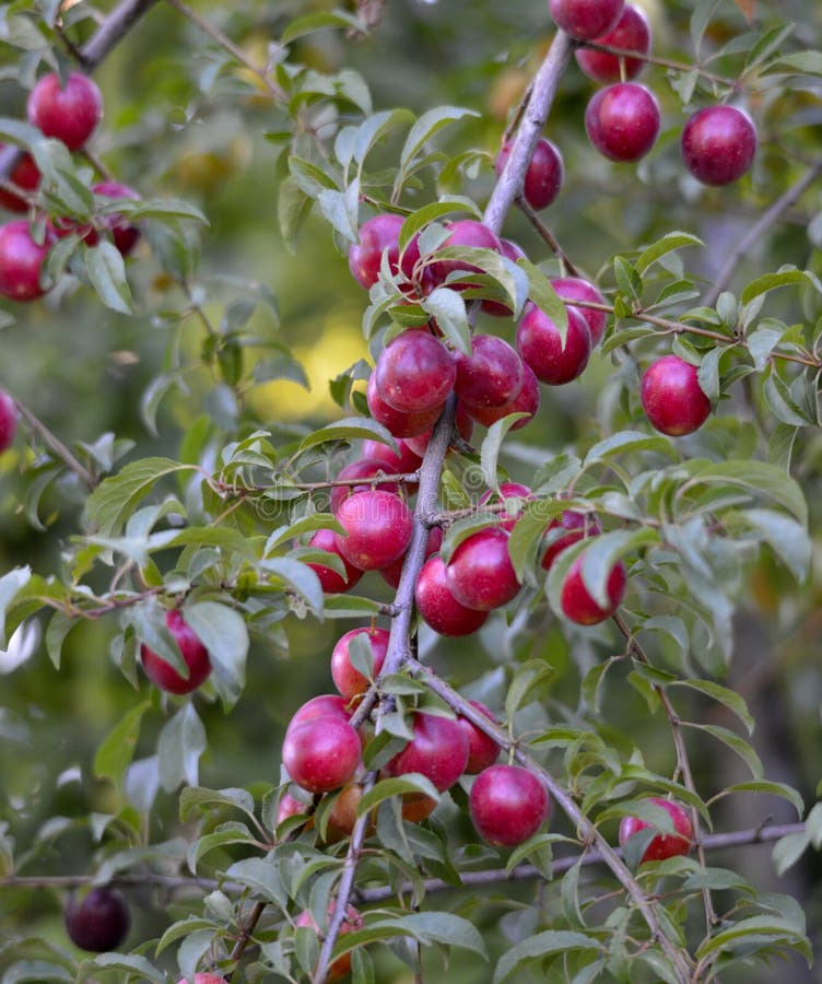 Organic Ripe Plums on the Tree Stock Image - Image of farm, plum: 191190387