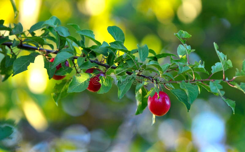 Organic Ripe Plums on the Tree Stock Image - Image of harvest, growing ...