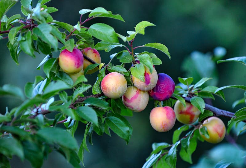 Green Plums Ripening on a Tree, Organic Food Concept Stock Image ...