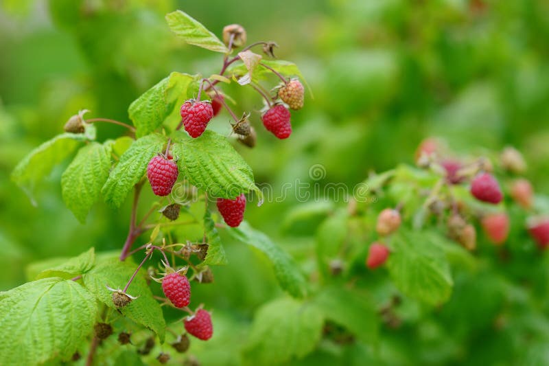 Organic Ripe Raspberries on Bunch Stock Photo - Image of picking ...