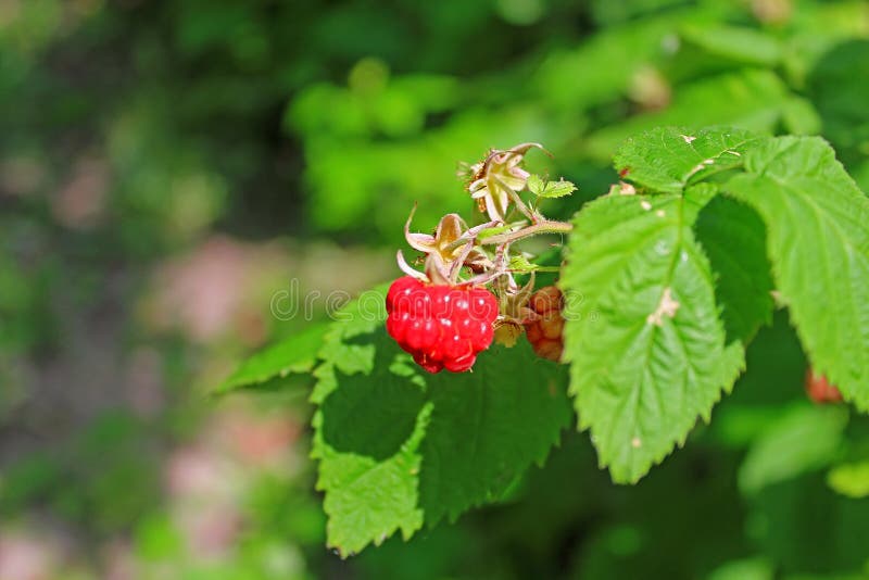 Organic Ripe Red Raspberry on the Bush, Cultivation Stock Image - Image ...