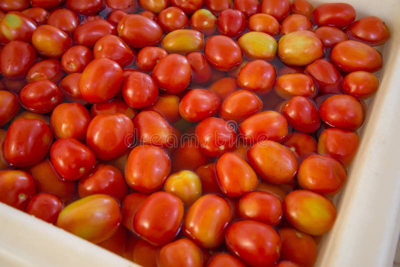 Organic Ripe Tomatoes Top View Stock Photo - Image of greenhouse, bunch ...