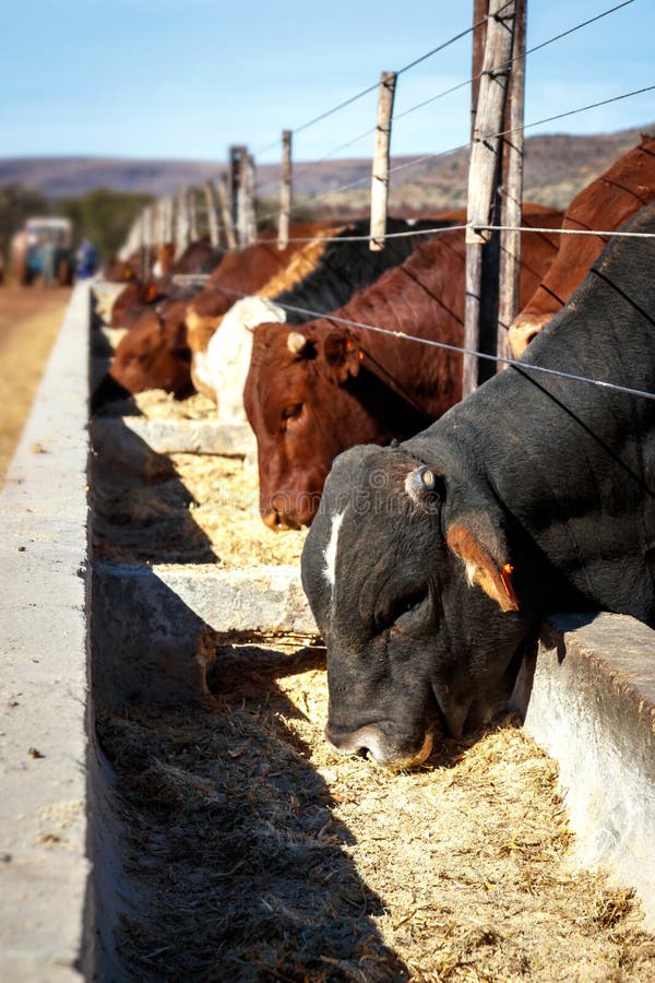 Organic Rural SA Cattle Farm Stock Photo - Image of organic, rural ...