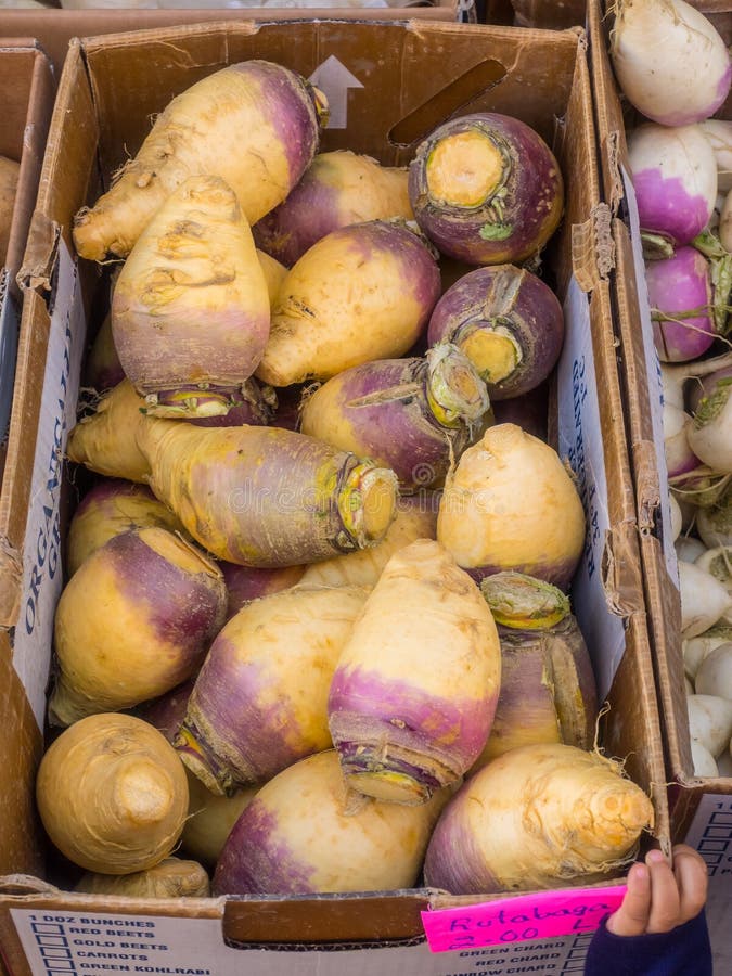 Rutabaga stock photo. Image of rutabaga, isolated, food - 25581010