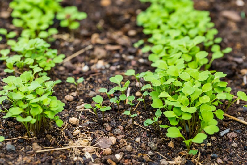 Organic Salad Seedlings or Sapling Lettuce in Vegetable Garden Stock ...