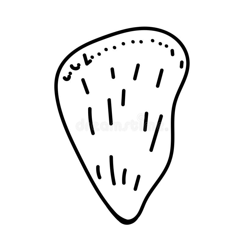 Organic Sea Shell Sketch with Clean Vector Lines Stock Vector ...