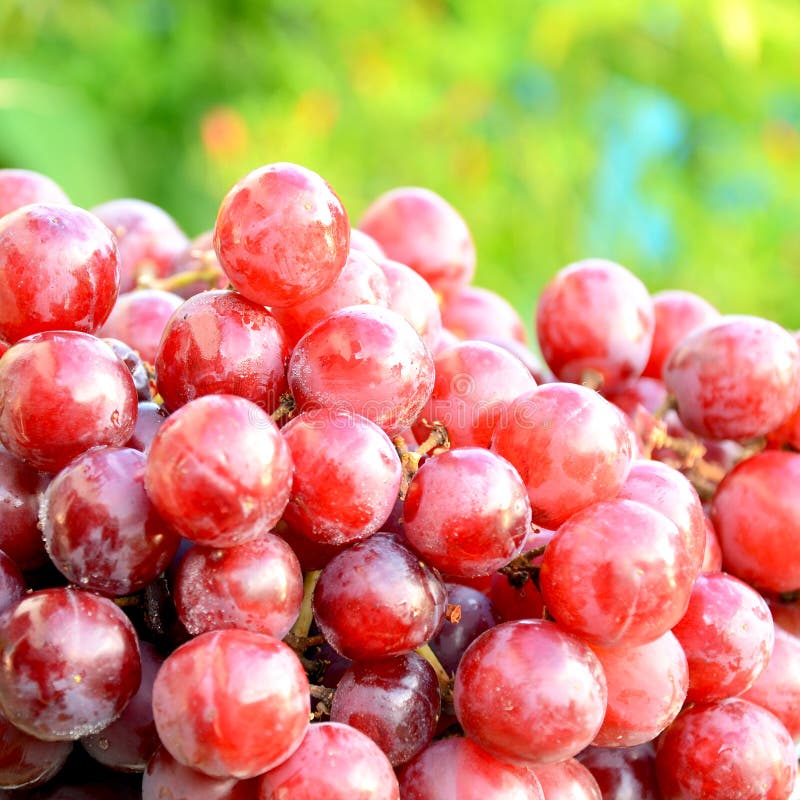 Organic Seedless Grapes. stock image. Image of grapes - 33344659