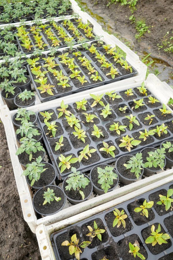 Organic Seedlings Grown in a Foil Tunnel Stock Photo - Image of grow ...