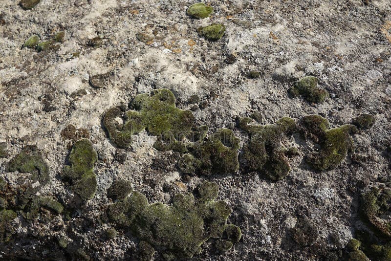 Organic Shape Moss Grown on the Stone Texture and Pattern Stock Image ...