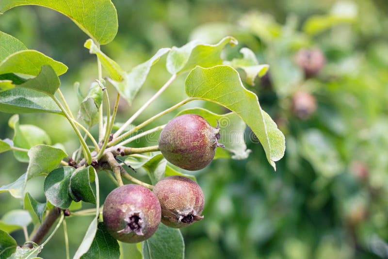 Organic Apple Growing on Branch at Farm Stock Image - Image of green ...