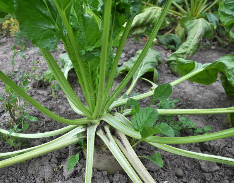 In the Soil Grows Beet Fodder Stock Photo - Image of botany, hybrids ...