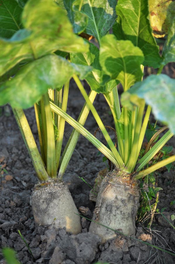 In the Soil Grows Beet Fodder Stock Photo - Image of food, varieties ...