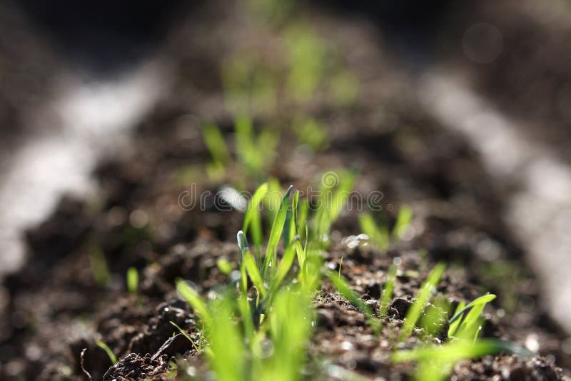 Organic spelt stock image. Image of wheat, growing, healthy - 13008437