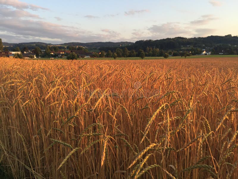 Field Of Spelt stock image. Image of outdoors, spelt - 58818625