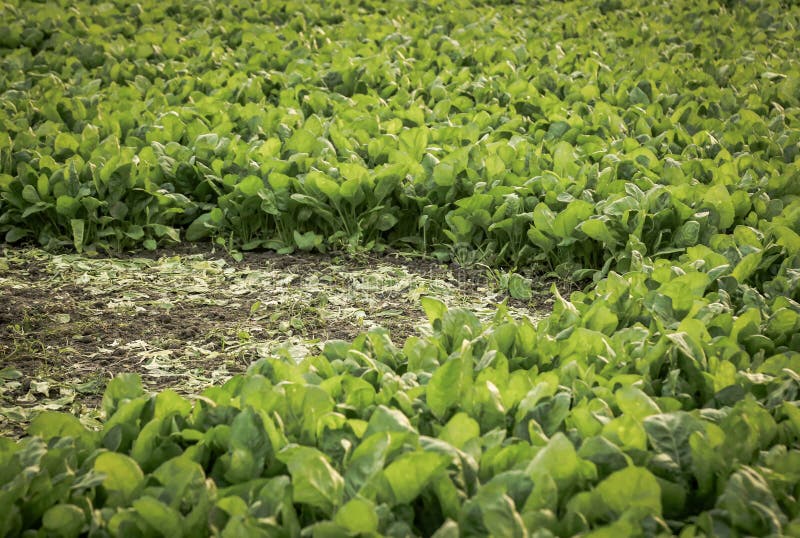 Spinach field stock image. Image of vegetables, farming - 35984883