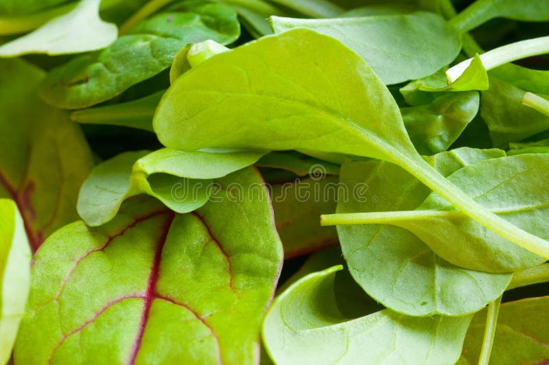Organic Spring Mix Lettuce stock photo. Image of delicious - 18114088