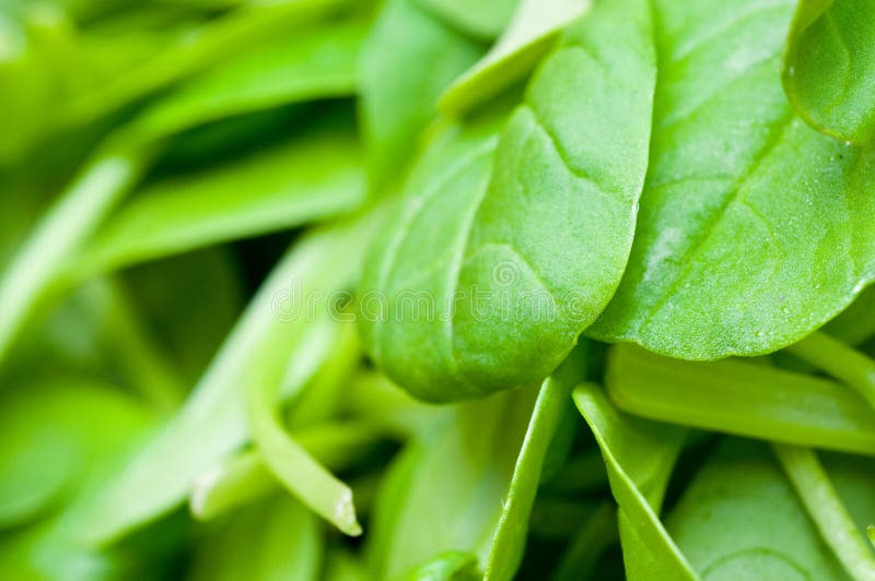 Organic Spring Mix Lettuce stock photo. Image of delicious - 18114088
