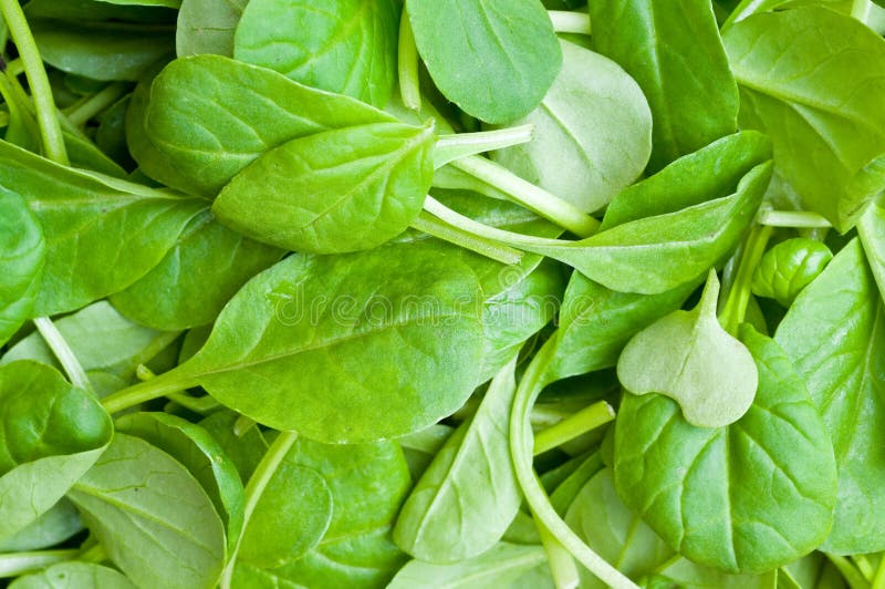 Organic Spring Mix Lettuce stock photo. Image of endive - 18114074