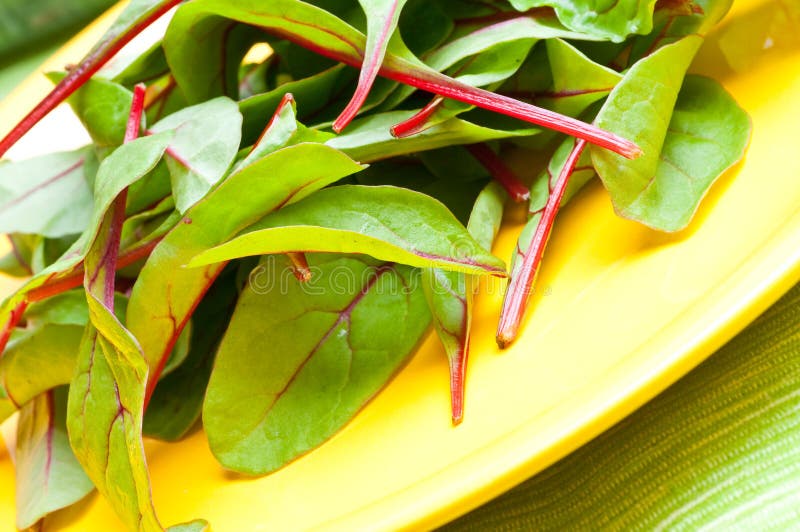 Organic Spring Mix Lettuce stock image. Image of health - 18114075