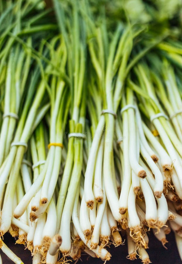 Organic spring onions stock photo. Image of green, gourmet - 146665690