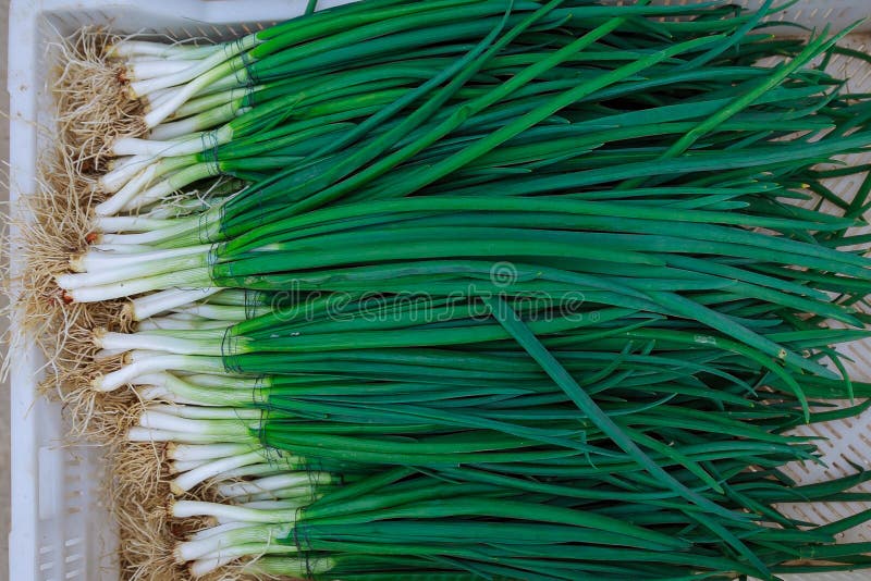 Organic Spring Onions in a White Box. Stock Image - Image of leaf ...