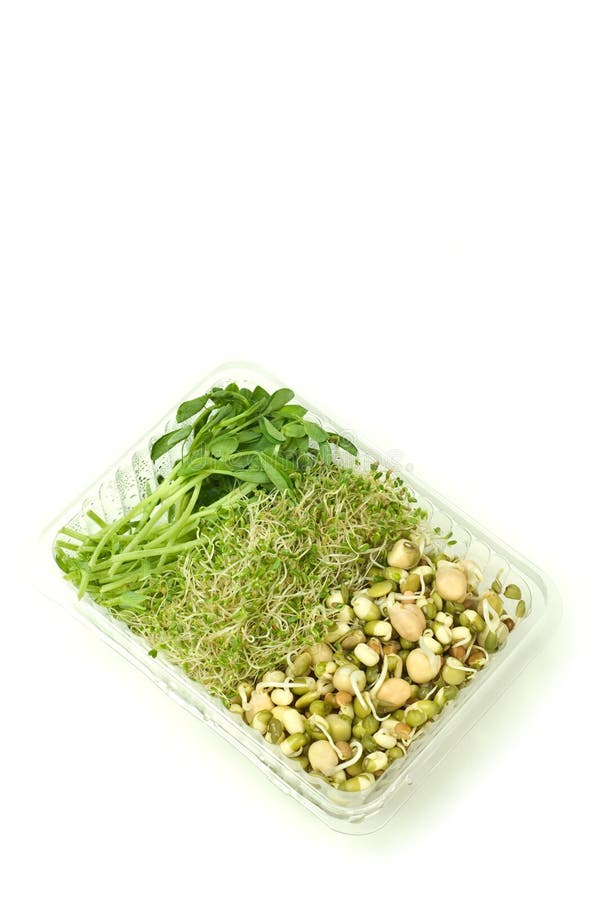 Germinated Seeds of Cress, Radish, Wheat Stock Photo - Image of fresh ...