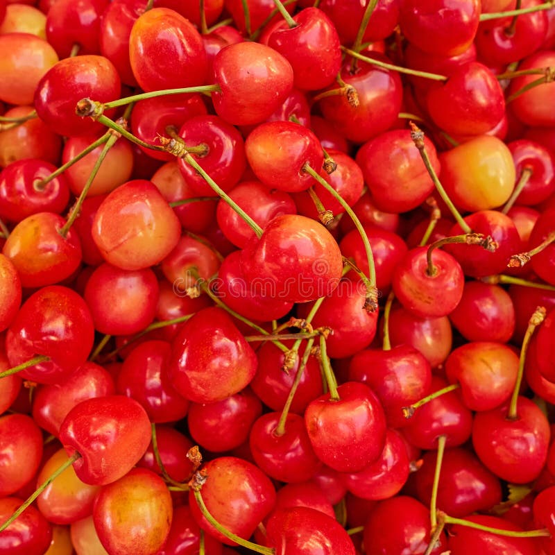 Organic `stone` Cherries Top View Closeup Stock Image - Image of ...
