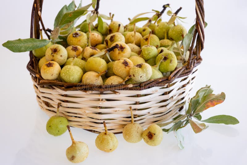 Organic Stone Pear that Grows in High Mountains Stock Photo - Image of ...