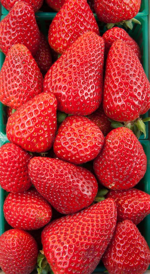 Organic Strawberries stock photo. Image of berries, summer - 15193640