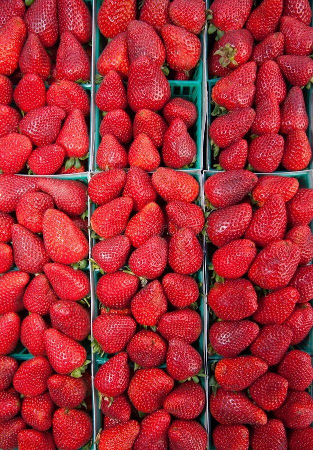 Organic Strawberries at Its Plant Stock Photo - Image of leaf, nature ...