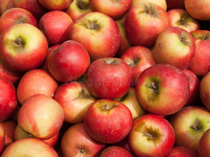 Organic Sundowner Apples stock photo. Image of closeup - 13856338