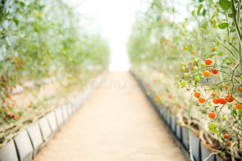 Sweet cherry tomato farm stock image. Image of growing - 111550245