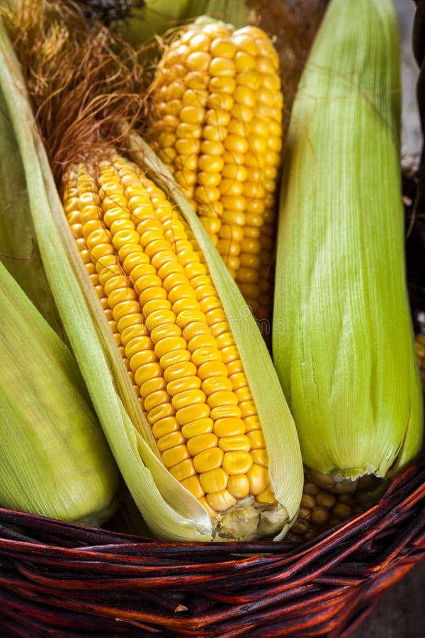 Organic Sweet Corn in Basket Closeup Stock Image - Image of macro, ripe ...
