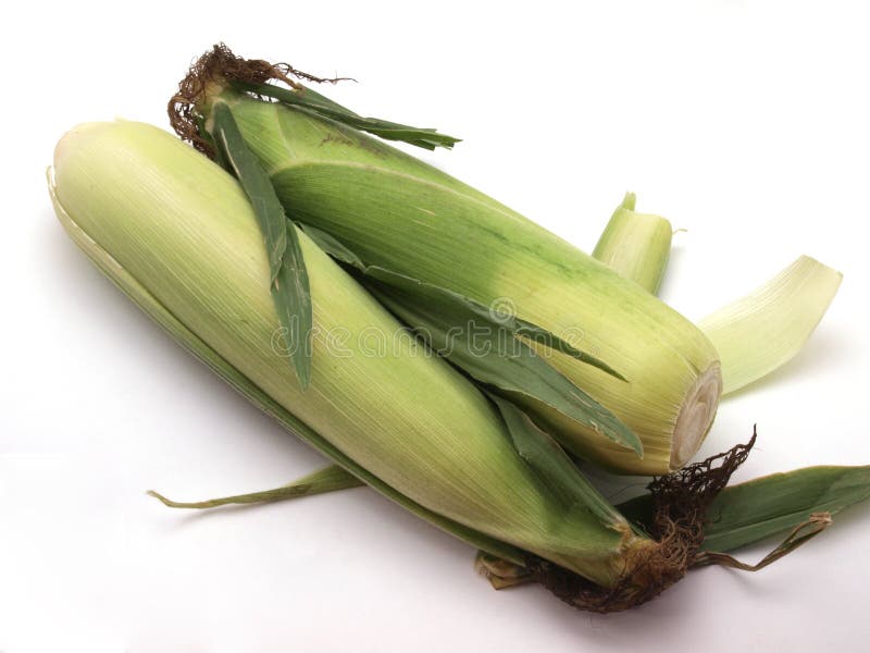 Organic sweet corn. stock image. Image of agriculture - 33914095