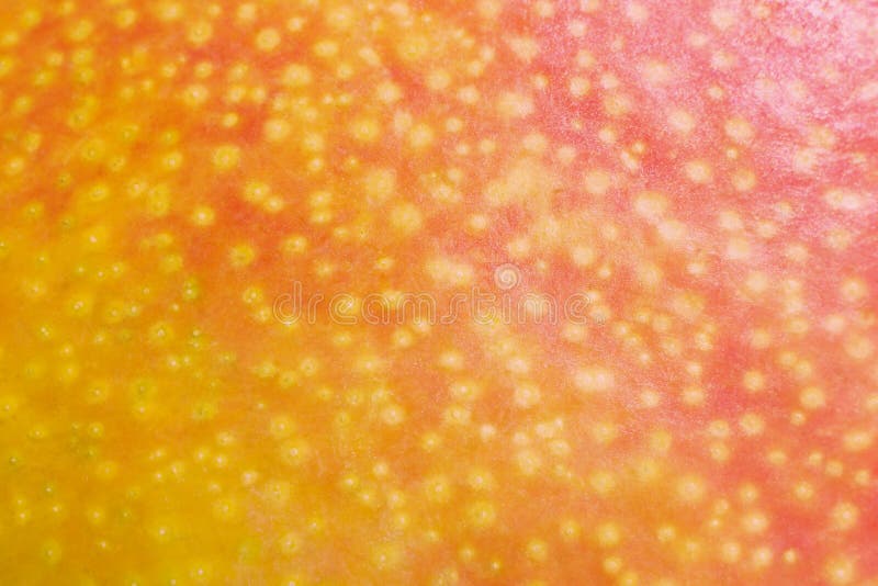 Mango peel stock image. Image of slice, vegetarian, food - 48439771