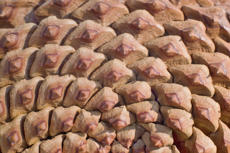 Organic Texture of the Pine Cone Stock Image - Image of organic ...