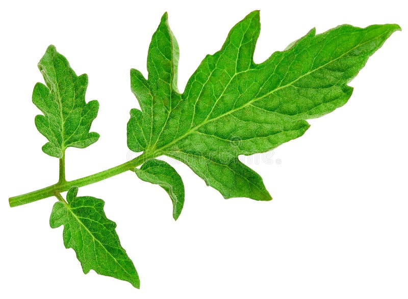 Organic Tomato Leaf Macro Studio Photo Stock Image - Image of outdoors, plant: 387200453