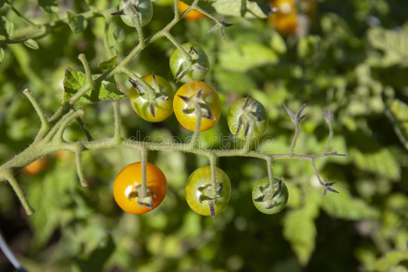 Organic totato stock photo. Image of growing, care, crop - 194681834