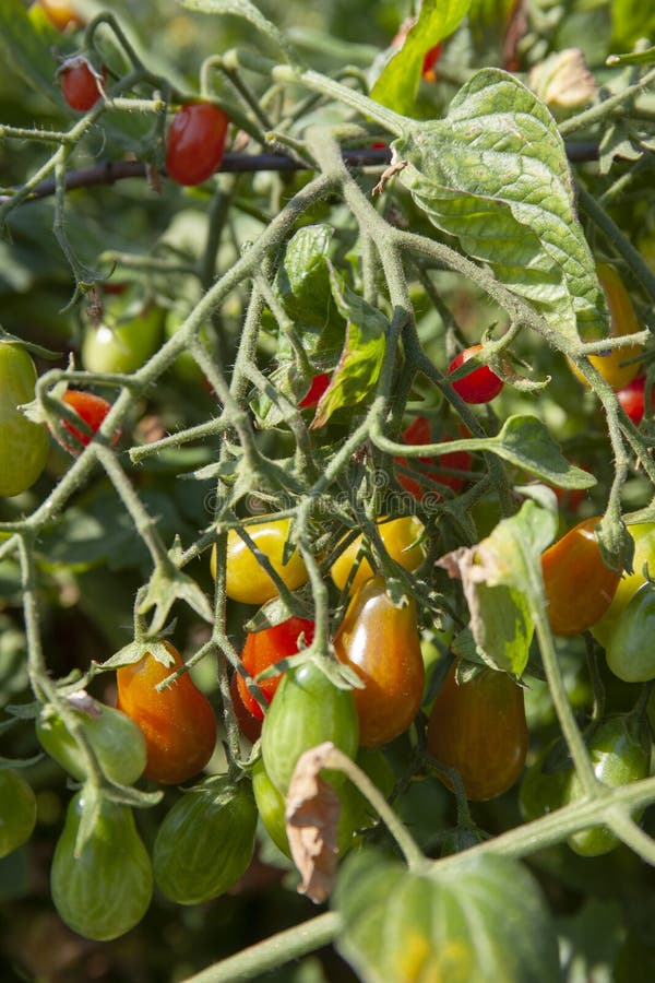 Organic totato stock photo. Image of growth, care, organic - 194682044