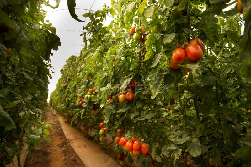 Organic Tomato Plantation in Greenhouse Stock Image - Image of farming ...