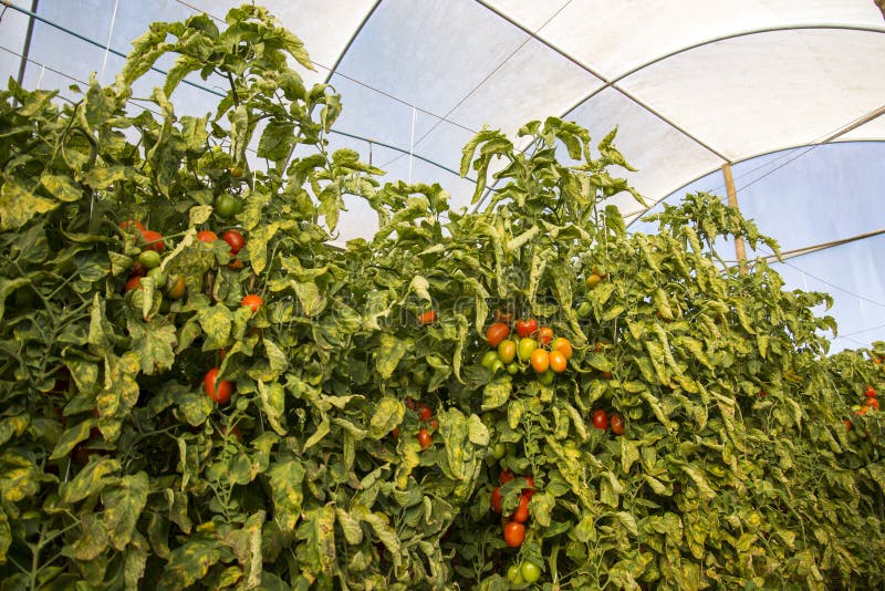 Organic Tomato Plantation in Greenhouse Stock Image - Image of ...