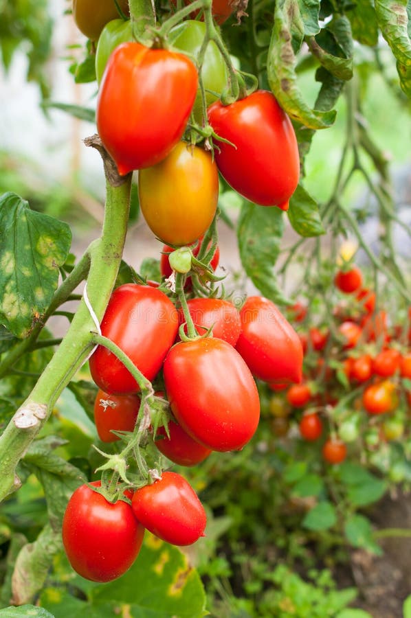 Organic tomato stock image. Image of healthy, grow, leaf - 44306119