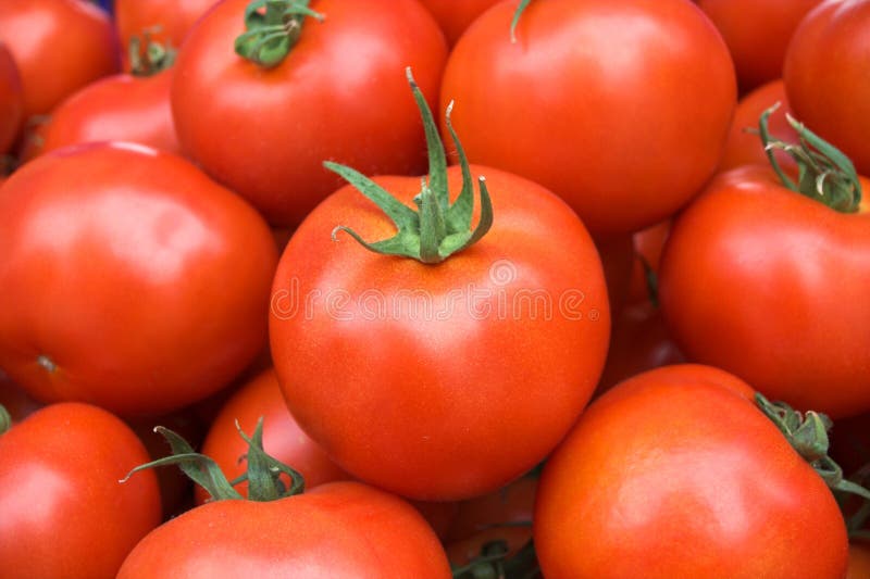 Organic tomatoes stock image. Image of vegetables, leaves - 50630951