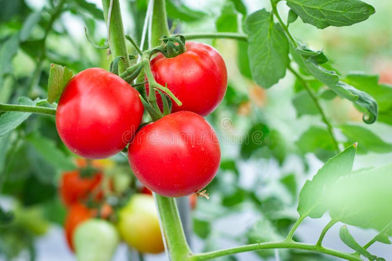 Organic tomatoes in farm stock photo. Image of growth - 138757628